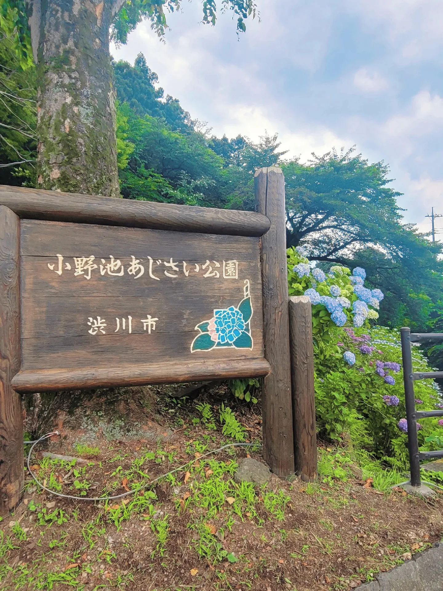 【群馬観光】小野池あじさい公園‪ R5.6/24 | ももが投稿したフォトブック | Lemon8