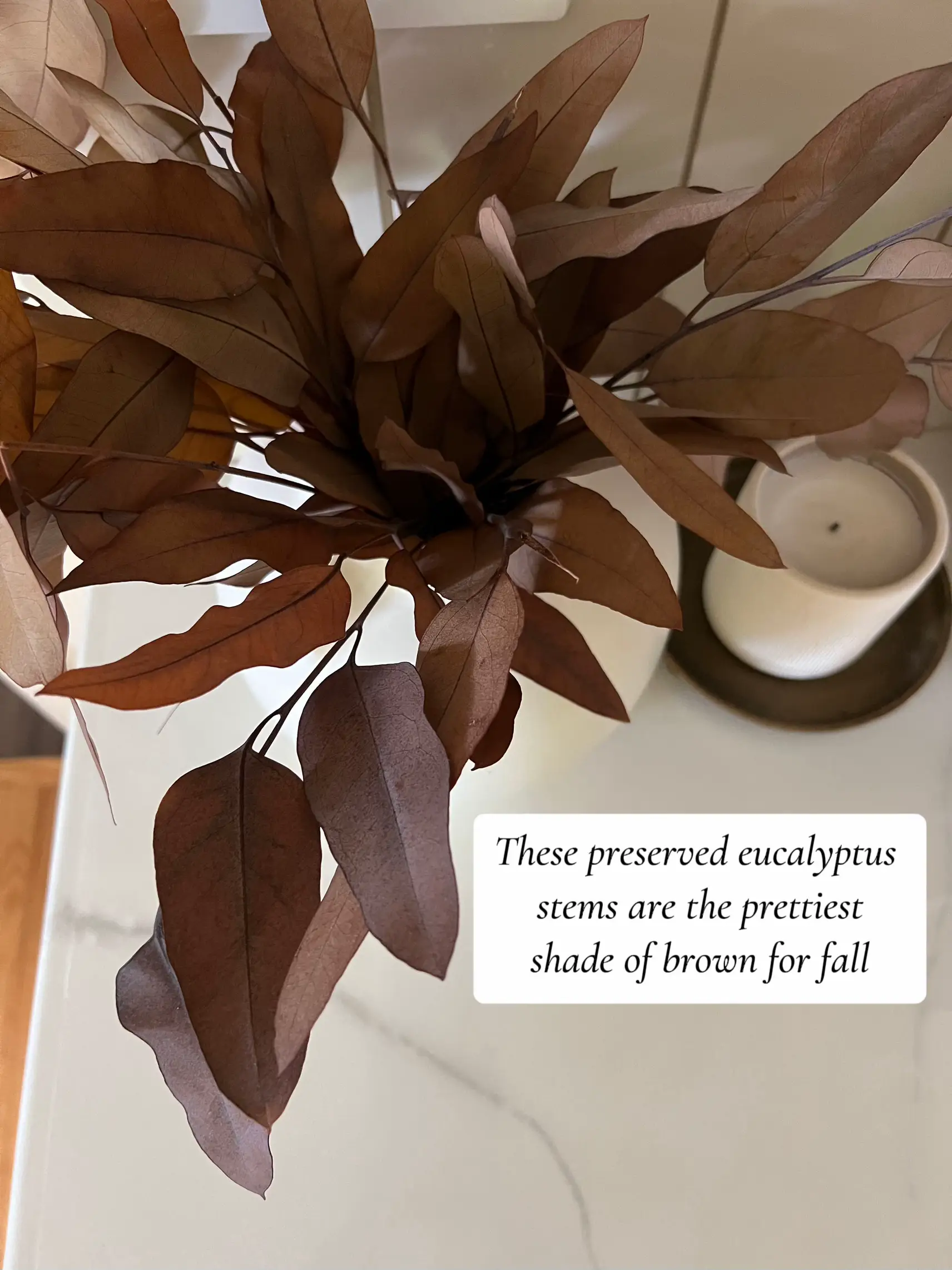 Fall Stems I’m Loving under $30 | Gallery posted by Crystal | Lemon8