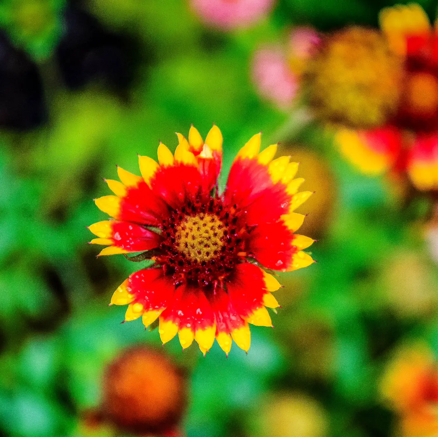 Firewheel Flower Meaning | Best Flower Site