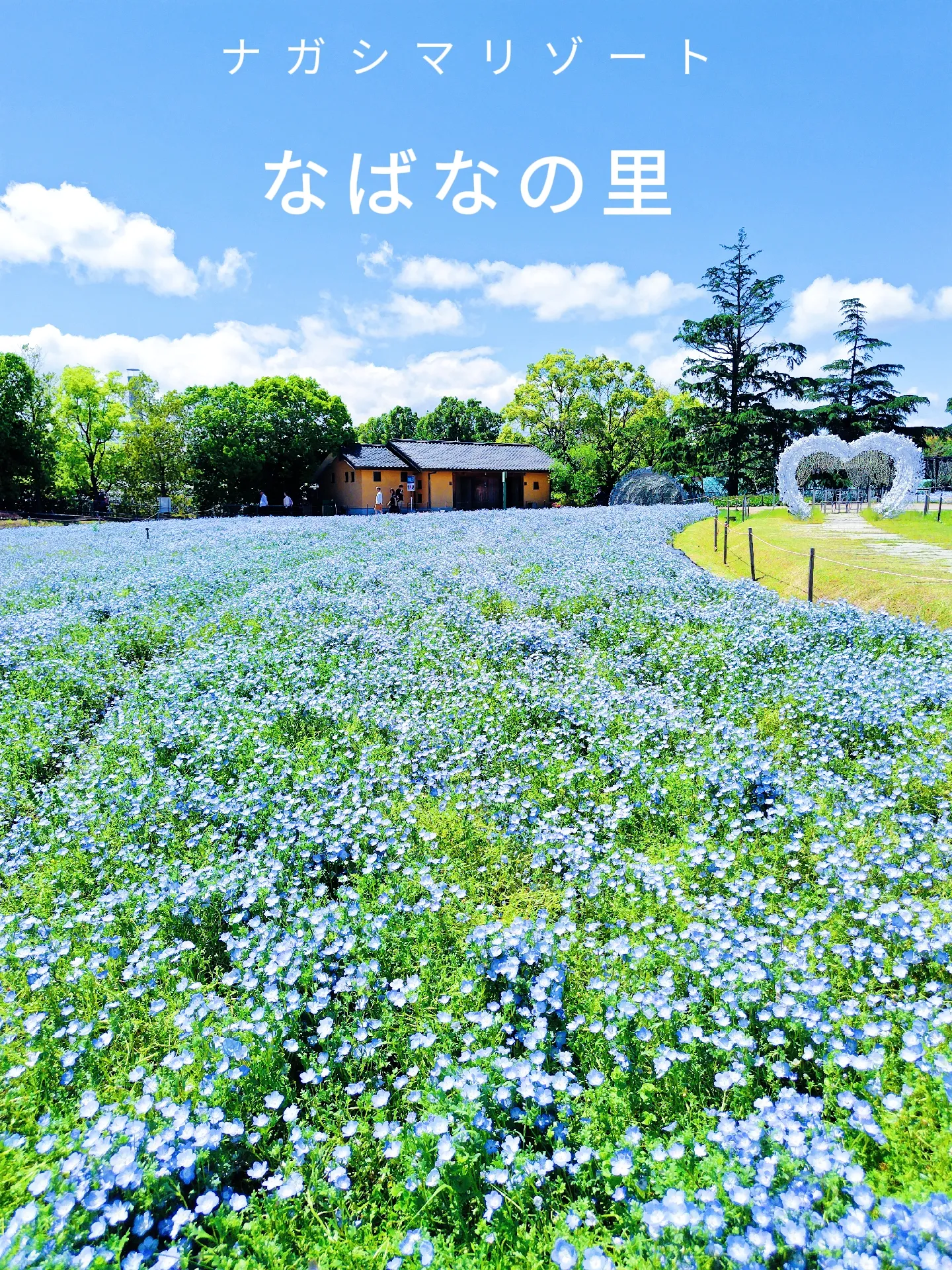 🌿🕊️100万株のネモフィラの世界🕊️🌿 なばなの里[三重県] | tink🧚🏻‍♀️が投稿したフォトブック | Lemon8