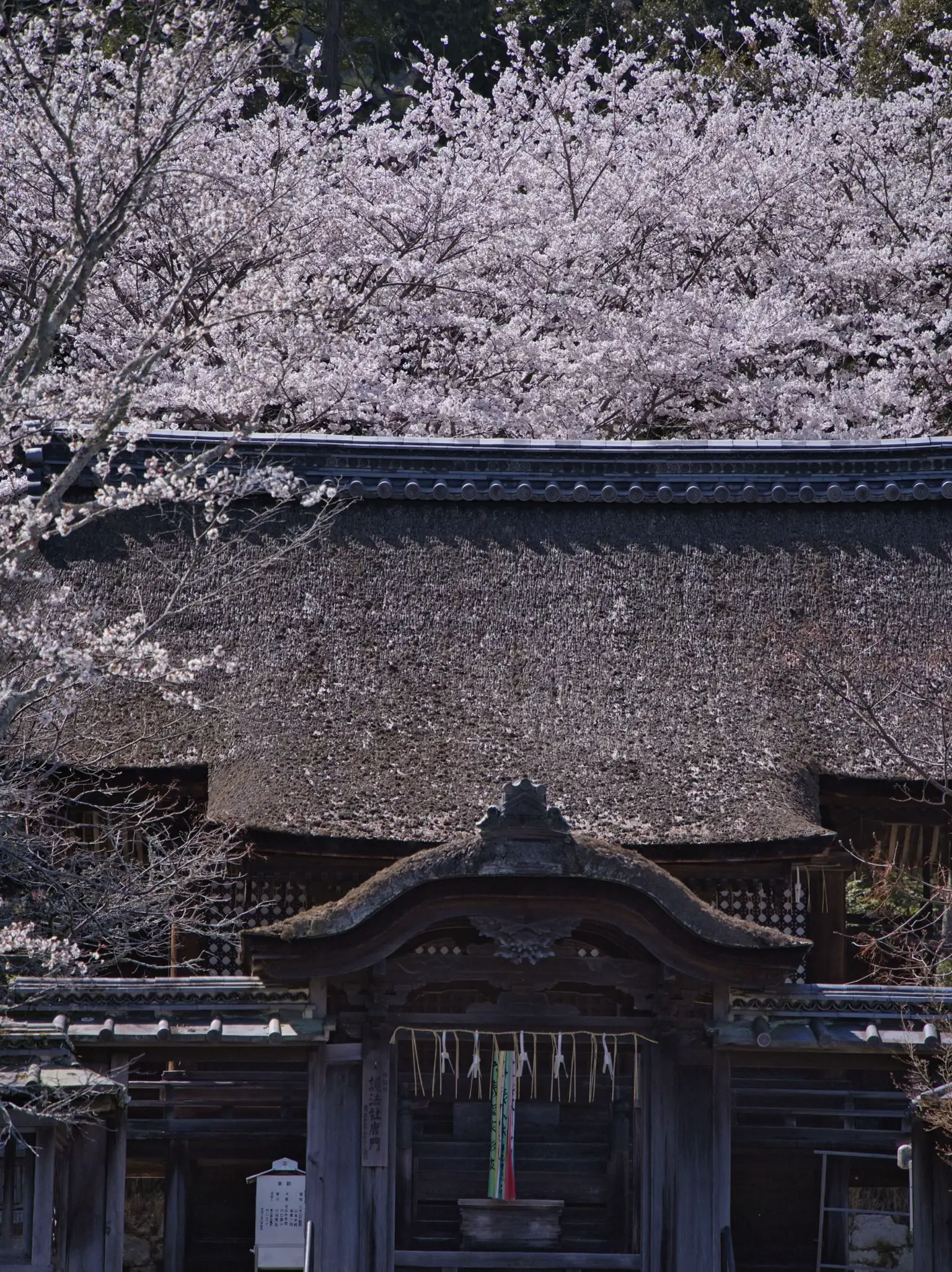 Shiga × Cherry Blossom 】 5-minute private viewing Cherry blossom reflection on the stage that ...