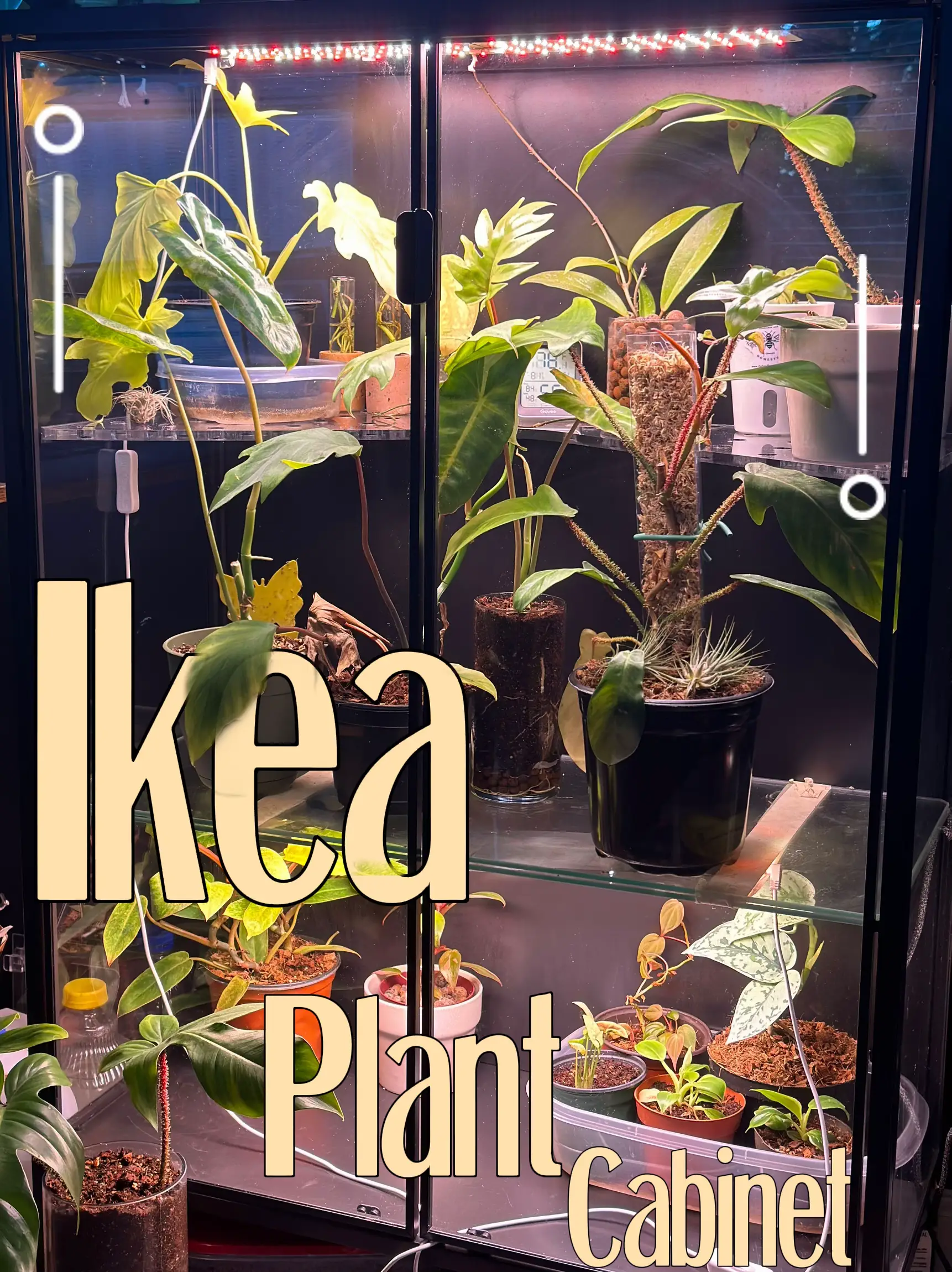 Ikea Plant Cabinet | Gallery posted by Brittany Head | Lemon8