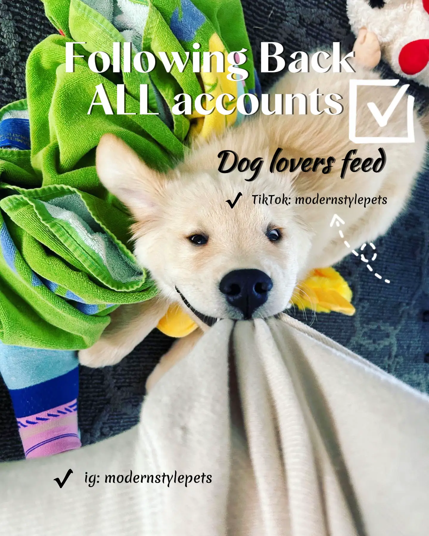 Following Back ALL accounts | แกลเลอรีที่โพสต์โดย Carlin | Lemon8