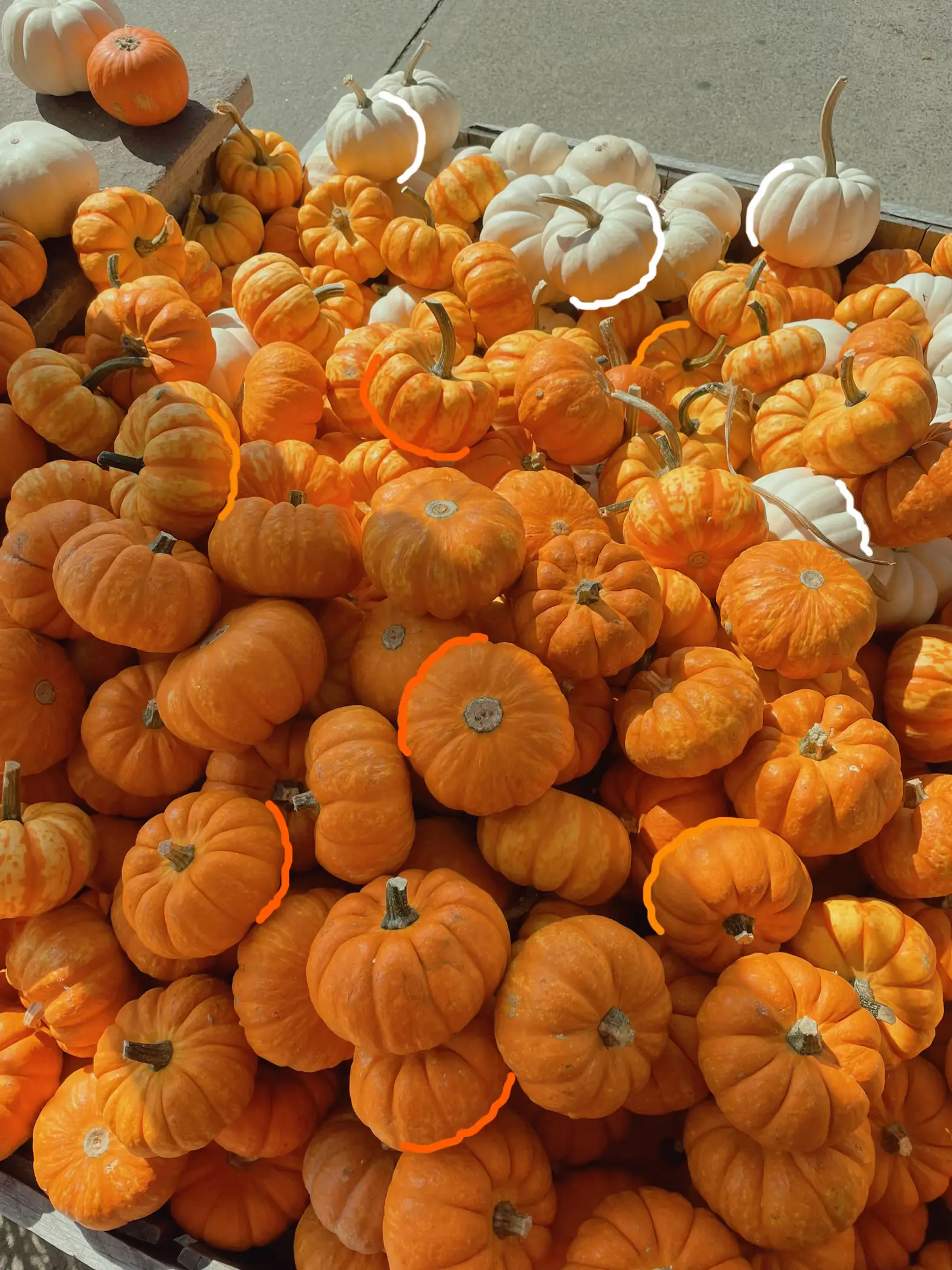 i miss fall🤧 comment your favorite season👇 | Gallery posted by audrey | Lemon8