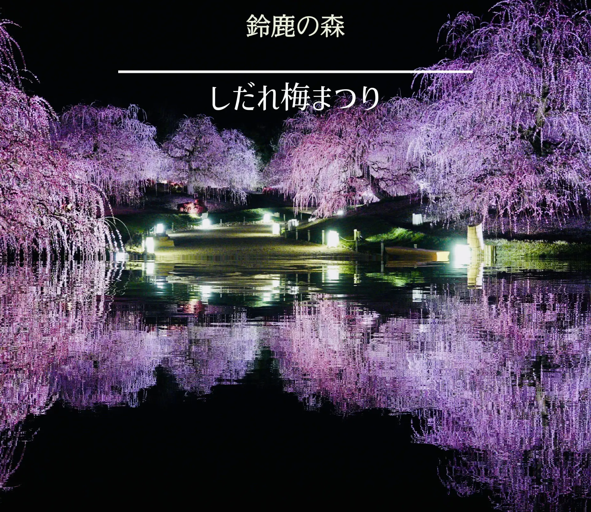 鈴鹿の森庭園 しだれ梅まつり | kyoto_kenが投稿したフォトブック | Lemon8