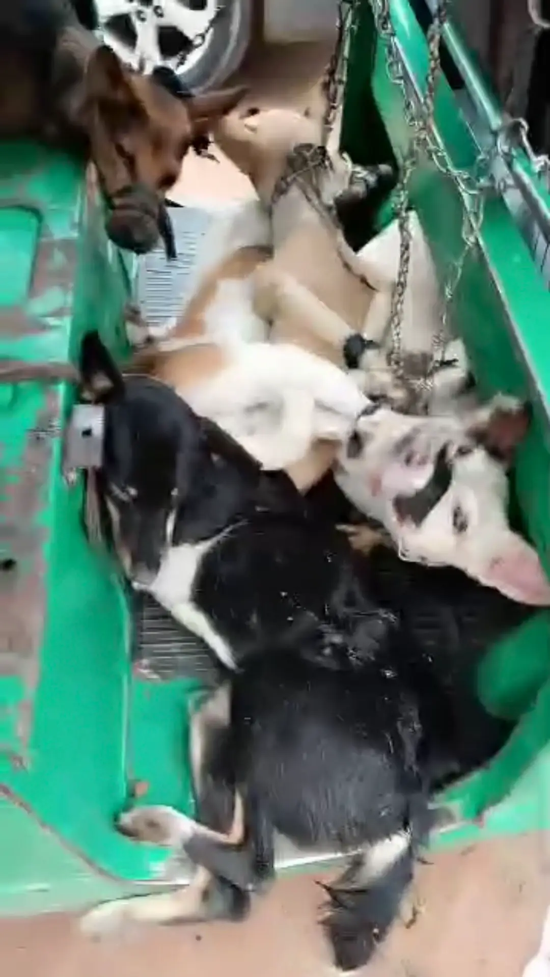 DOG MEAT SURVIVORS RESCUED BY DOG SAVIOR FYP | Video published by Dogsavior | Lemon8