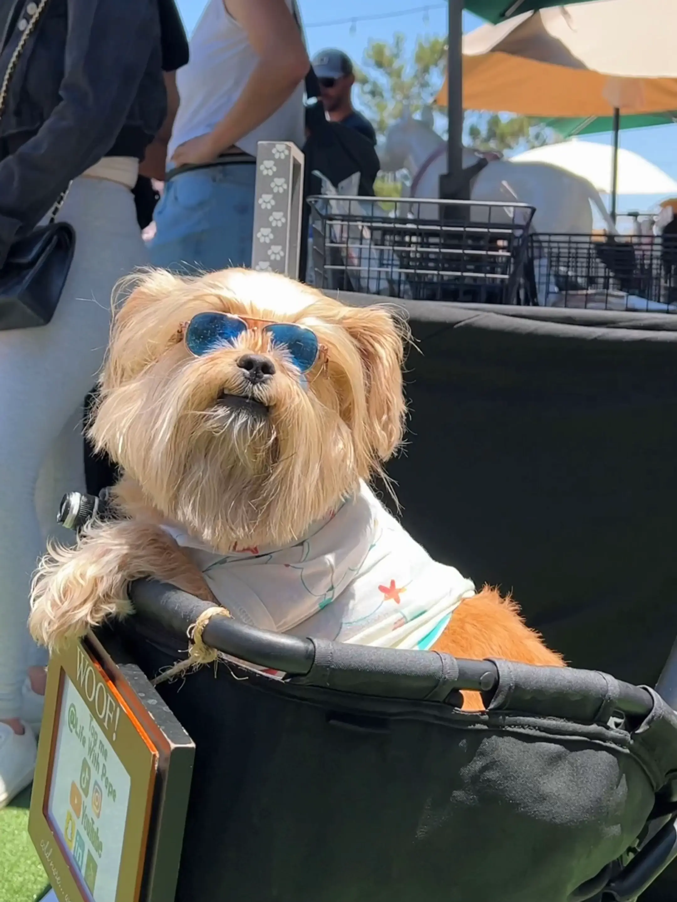 Dog content! | Video published by LifeWithPepe | Lemon8