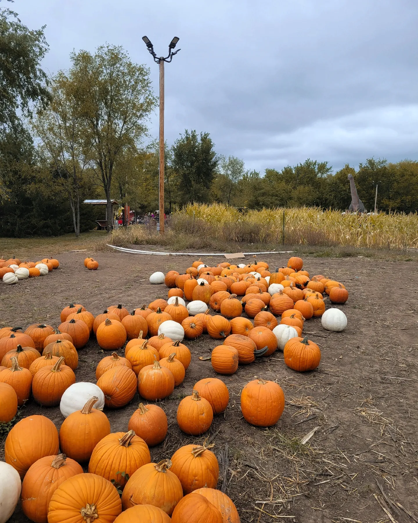 kansas city + my besties 🧡 | Gallery posted by Katelyn | Lemon8