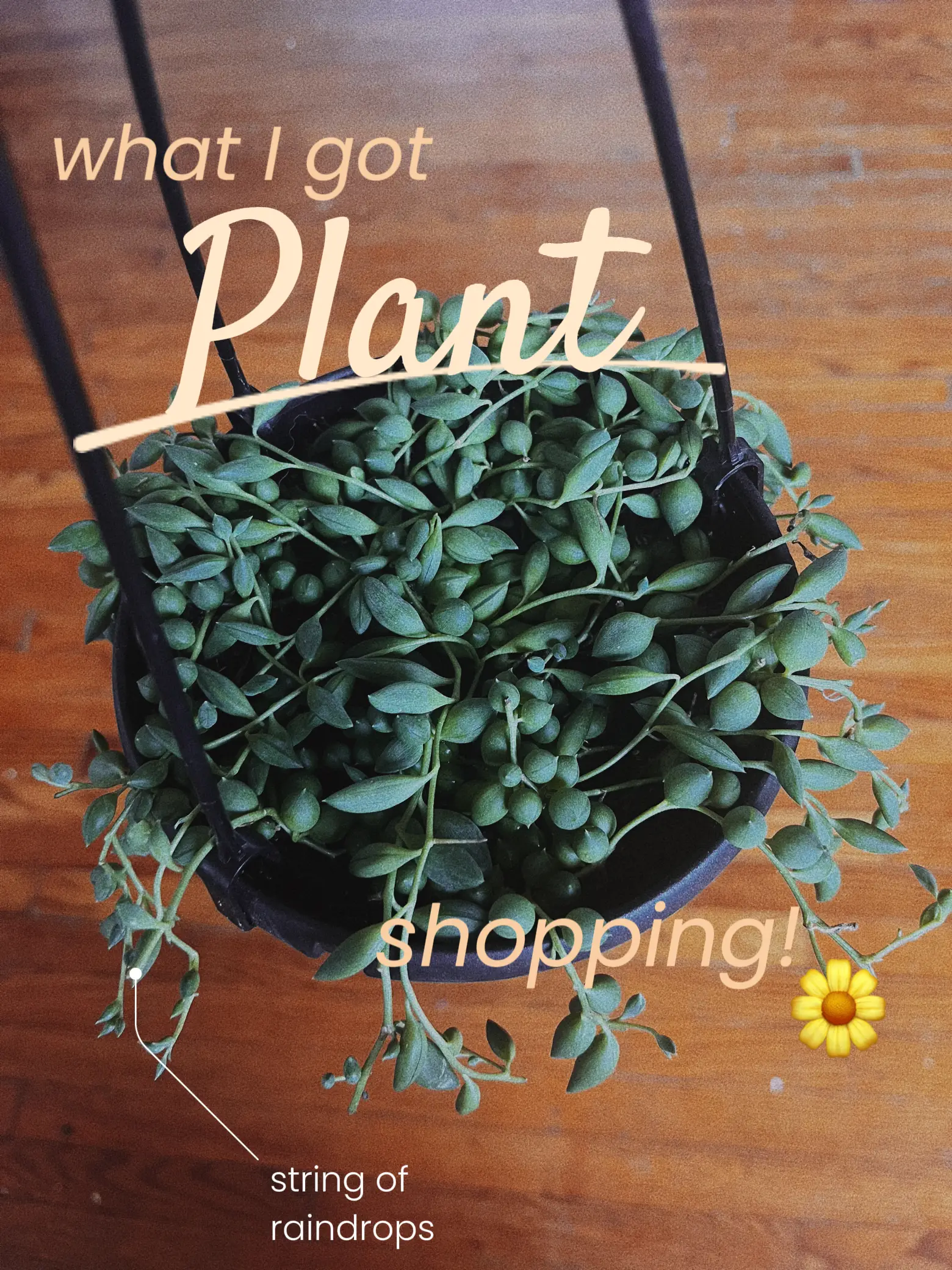 Plant Shopping | Gallery posted by Ariel Rodgers | Lemon8